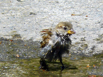 saltamontesenelpelo: El Pollo mojado